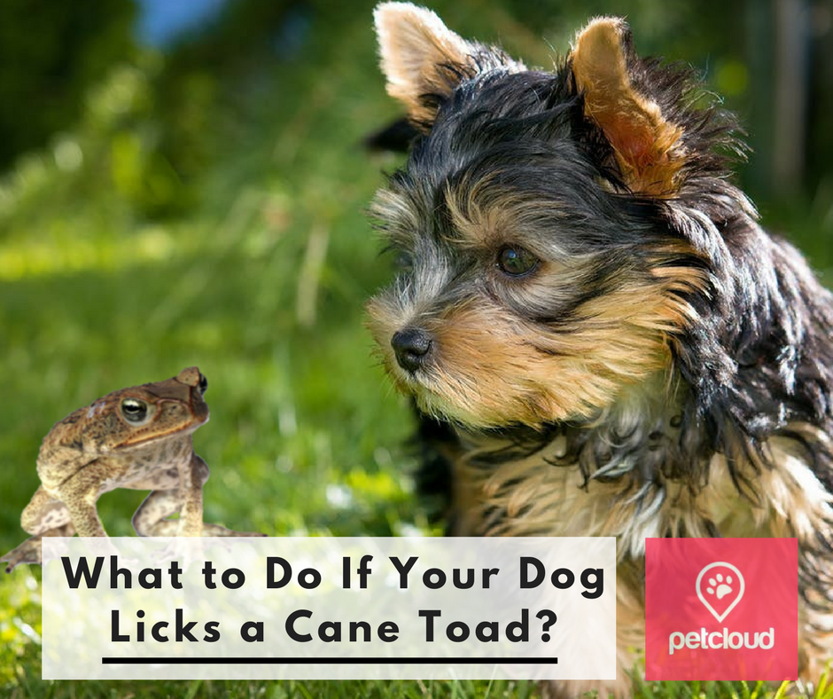 What To Do If Your Dog Licks A Cane Toad What To Do If Your Dog Licks A Cane Toad