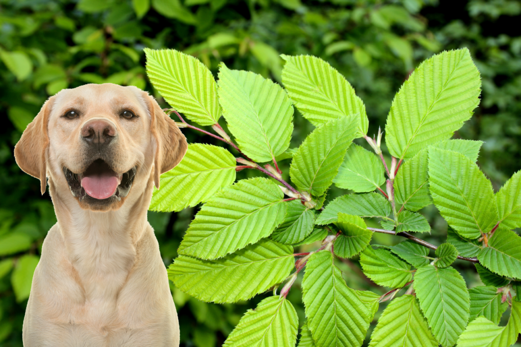 Slippery Elm: How Can it Benefit Your Dog? - PetCloud